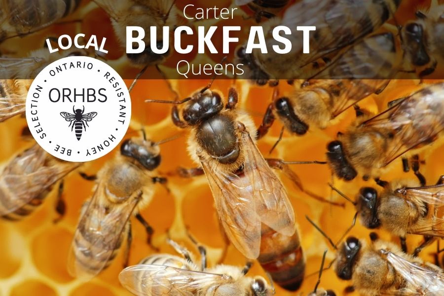 Buckfast Queen | Local ORHBS | Carter 2025 | Sunday August 17th ...